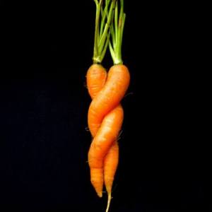 What is a real carrot? | :: Culture Decanted
